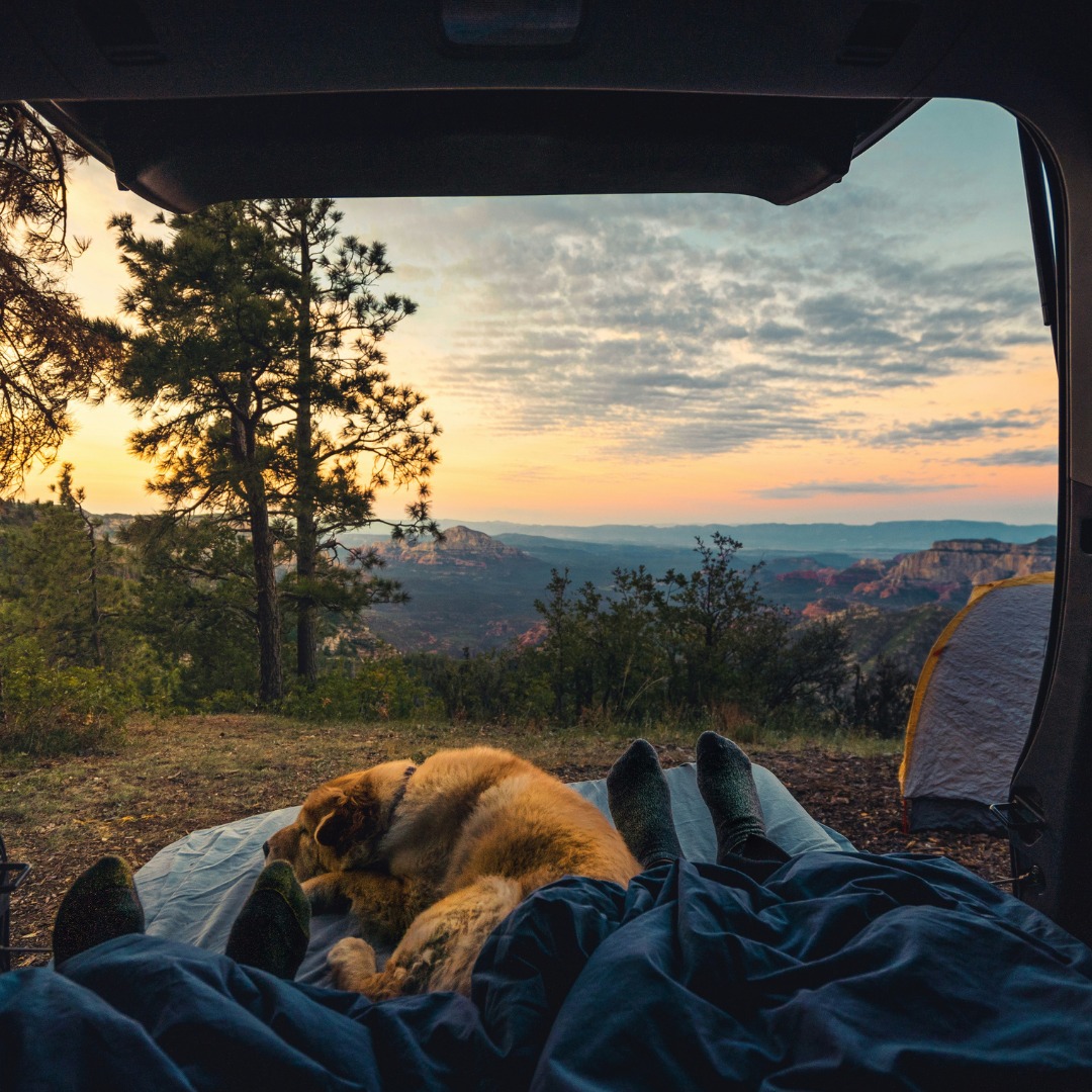 Traveling In A Pet Friendly RV - ABC Upfitters